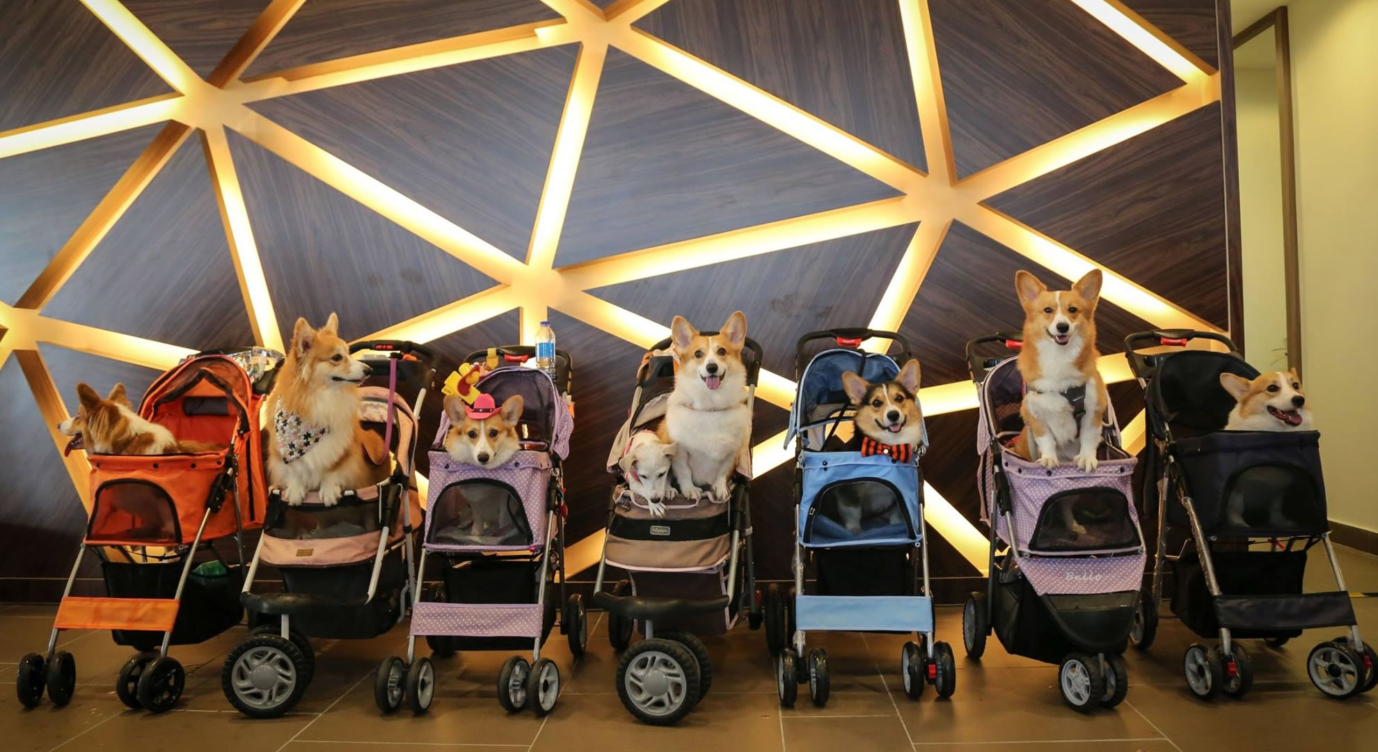 img14 | Pet Fiesta 5-7 April 2024